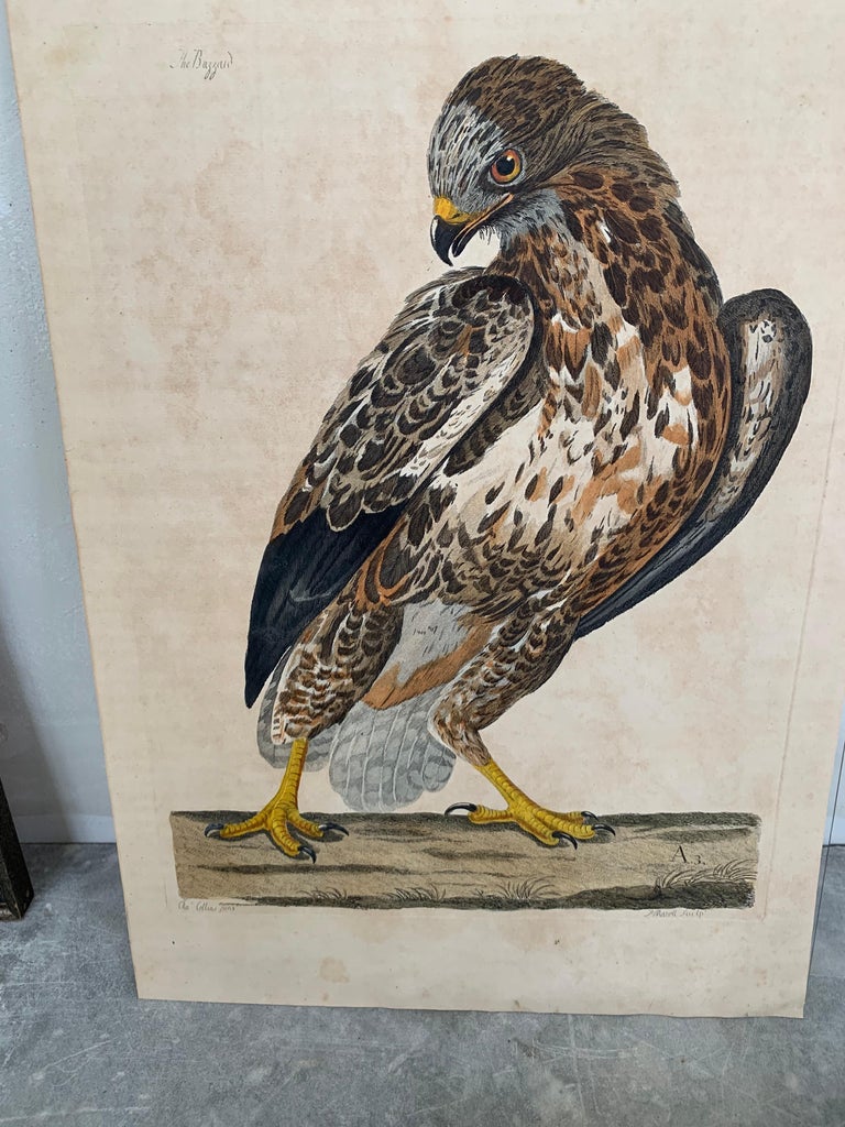 Pair of Hand-Colored Etchings For Sale at 1stDibs