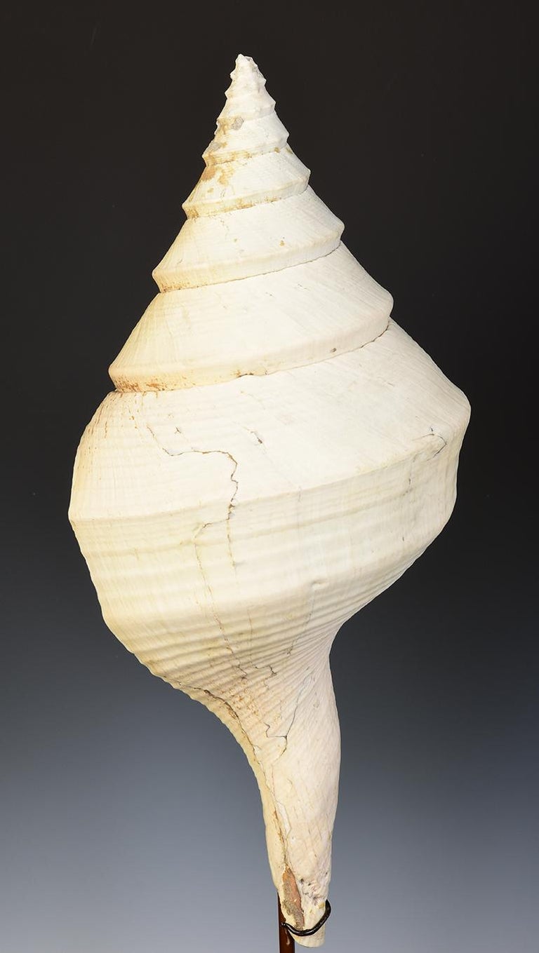 Pair of Large Conch Shells with Stand For Sale at 1stDibs