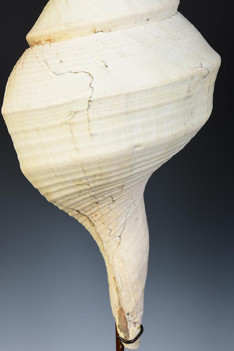 Pair of Large Conch Shells with Stand For Sale at 1stDibs