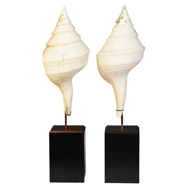 Pair of Large Conch Shells with Stand For Sale at 1stDibs
