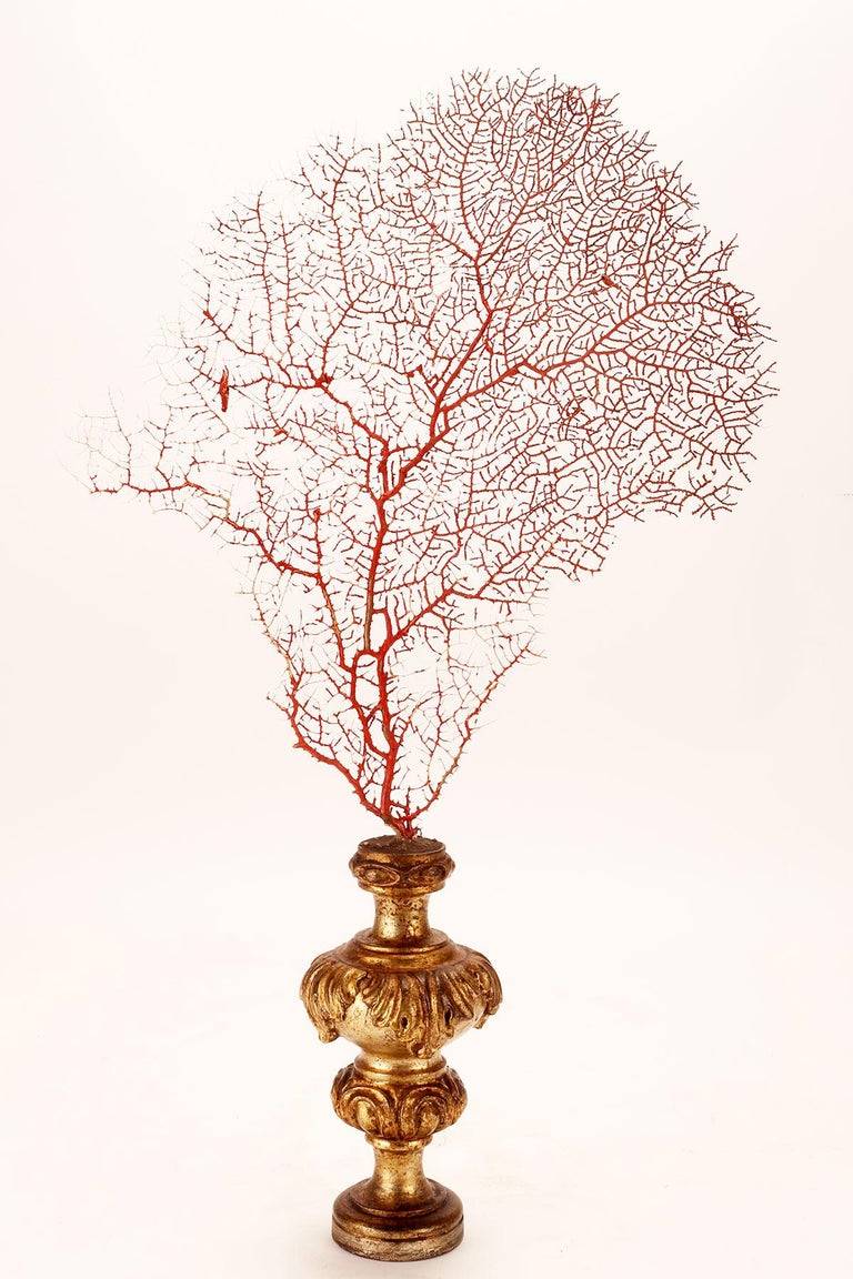 Pair of Red Gorgonian Branches, Italy 1870 For Sale at 1stDibs
