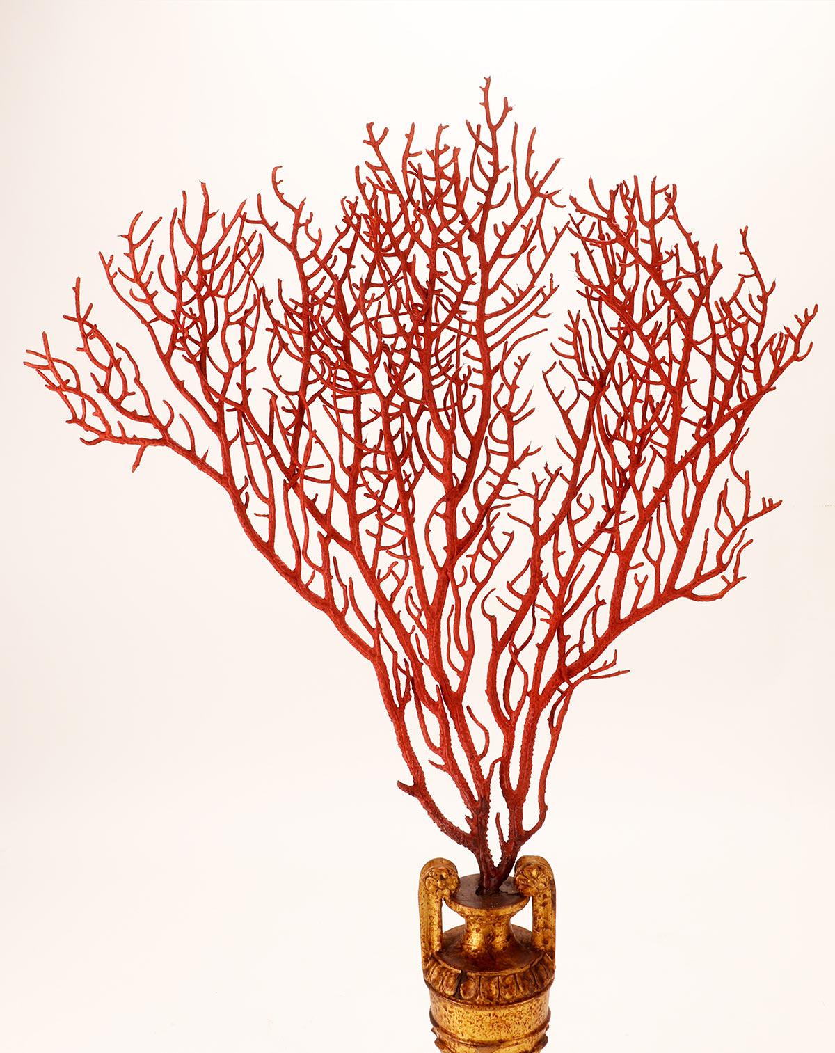 Pair of Red Gorgonian Branches, Italy, 1870 at 1stDibs