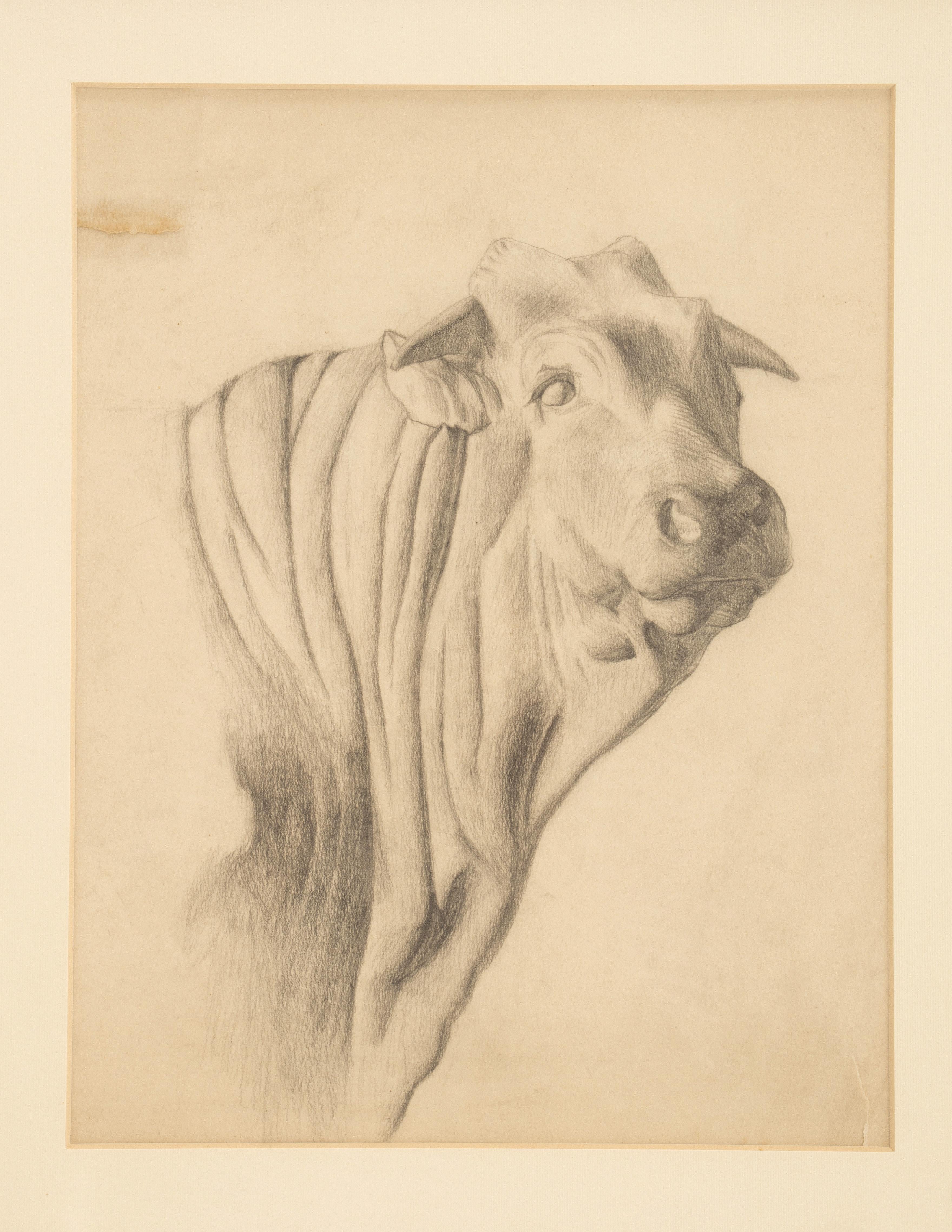 Pencil Drawing Depicting the Head of an Ox, Austria 1920 For Sale at ...