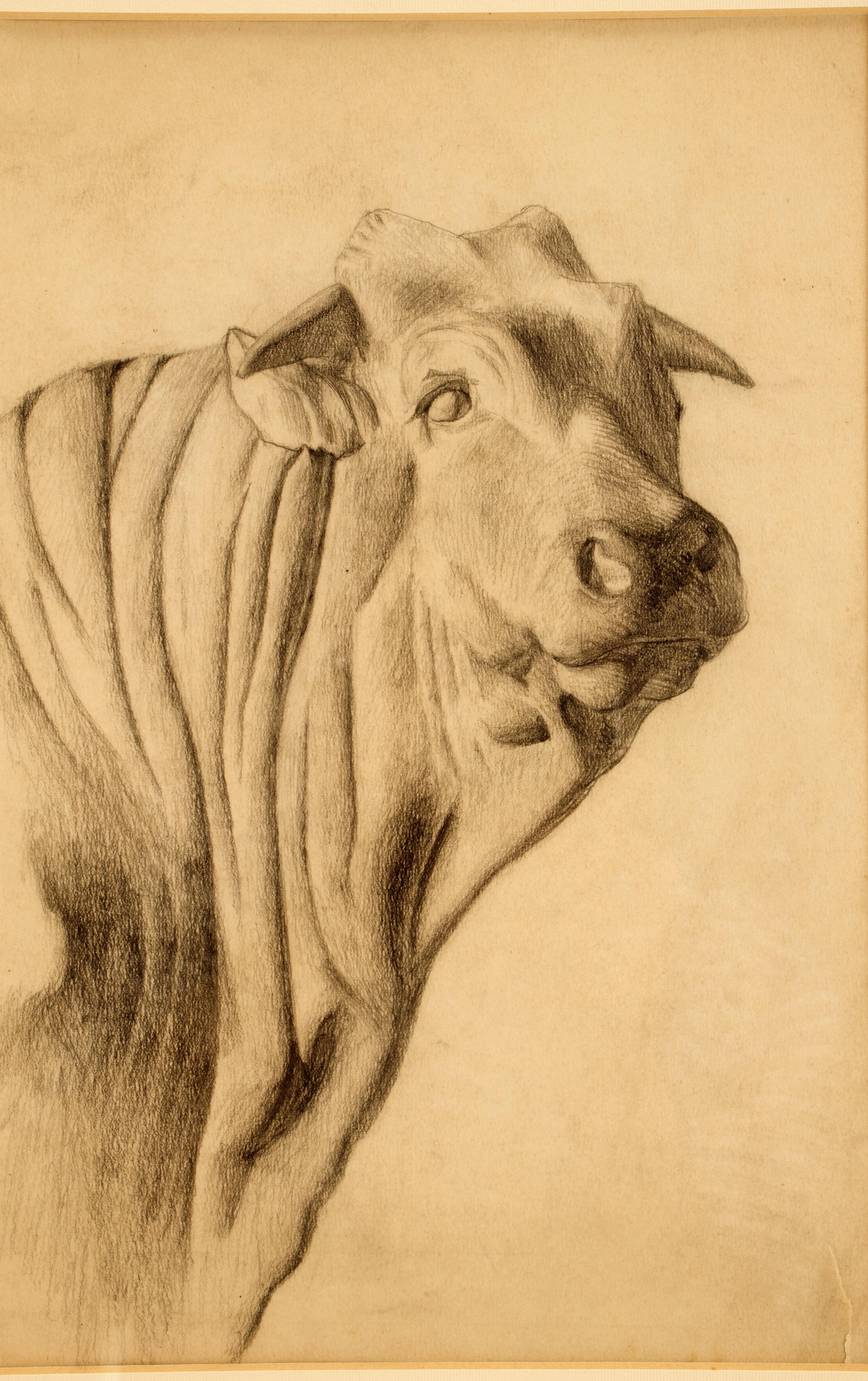 Pencil Drawing Depicting the Head of an Ox, Austria 1920 For Sale at ...