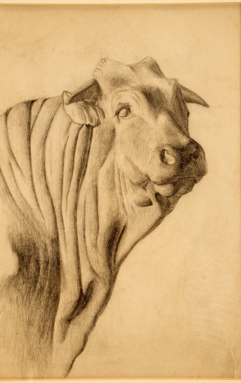 Pencil Drawing Depicting the Head of an Ox, Austria 1920 For Sale at ...