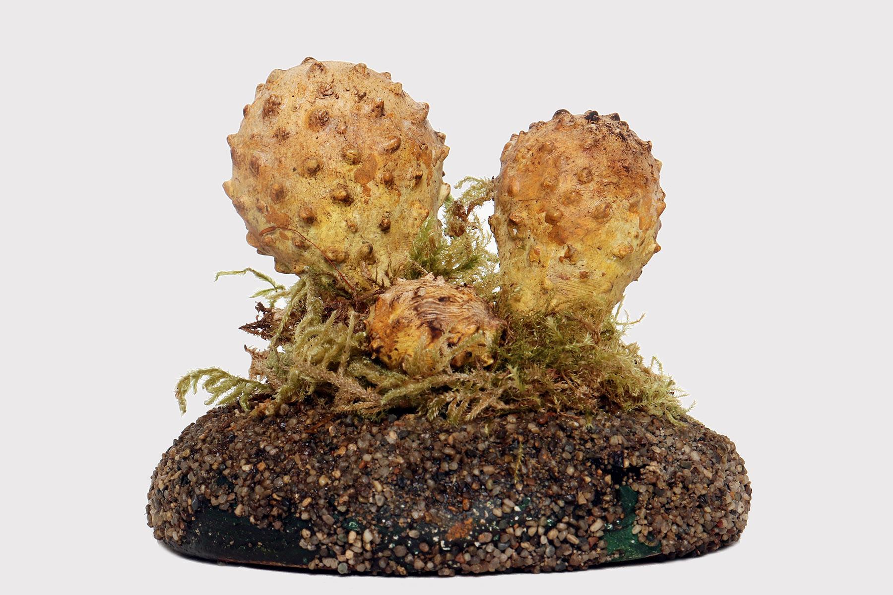 A pharmacy mushroom model: Leucoprinus Birnbaumii, Italy 1950. For Sale ...