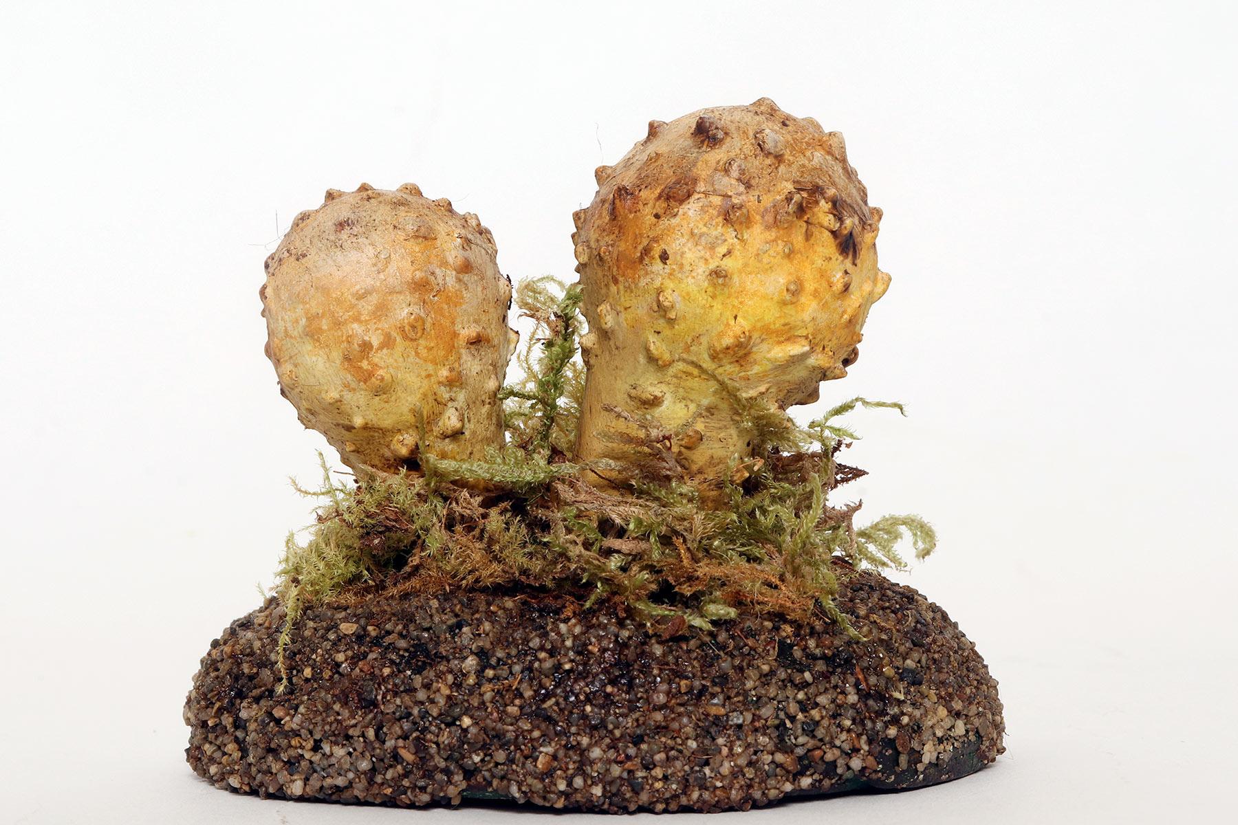 A pharmacy mushroom model: Leucoprinus Birnbaumii, Italy 1950. For Sale ...