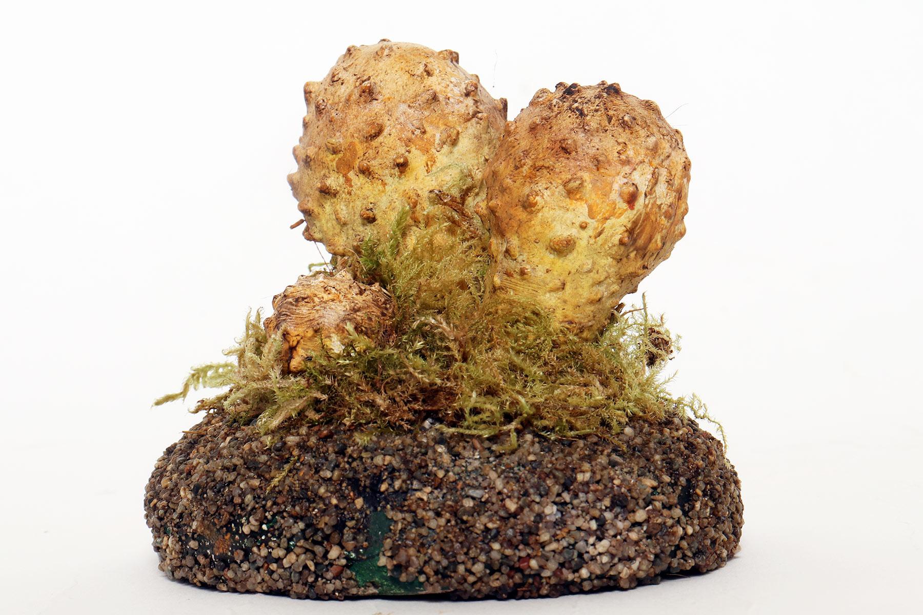A pharmacy mushroom model: Leucoprinus Birnbaumii, Italy 1950. For Sale ...