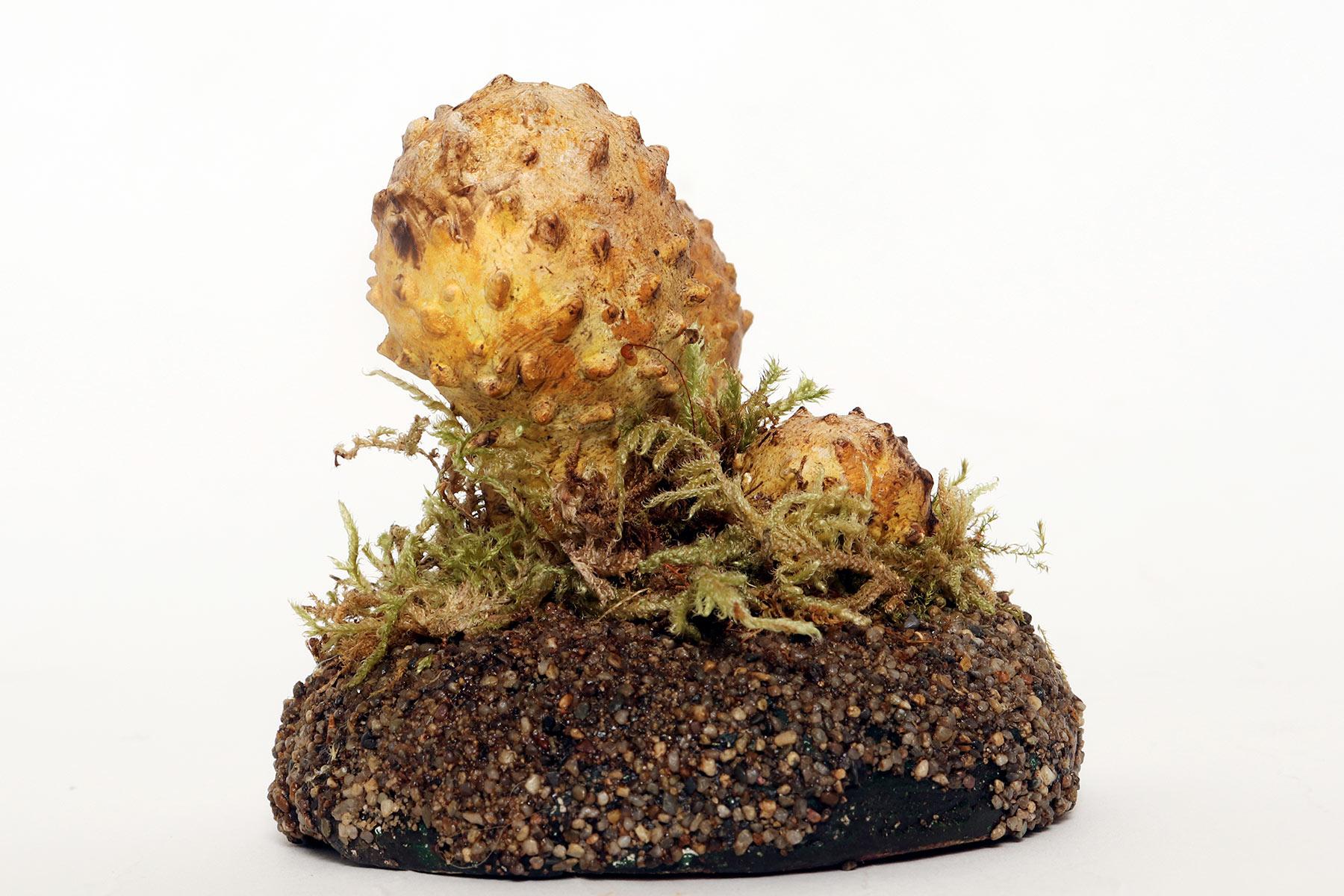 A pharmacy mushroom model: Leucoprinus Birnbaumii, Italy 1950. For Sale ...