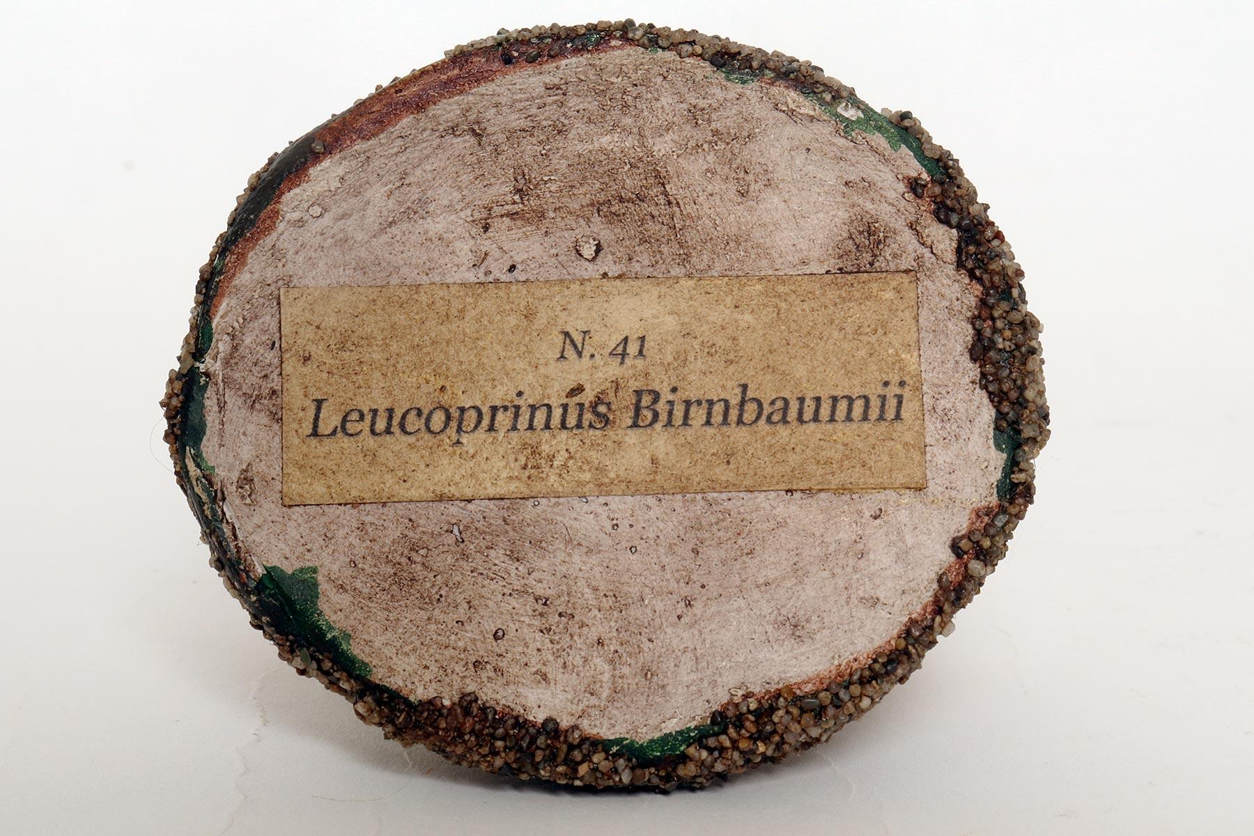 A pharmacy mushroom model: Leucoprinus Birnbaumii, Italy 1950. For Sale ...