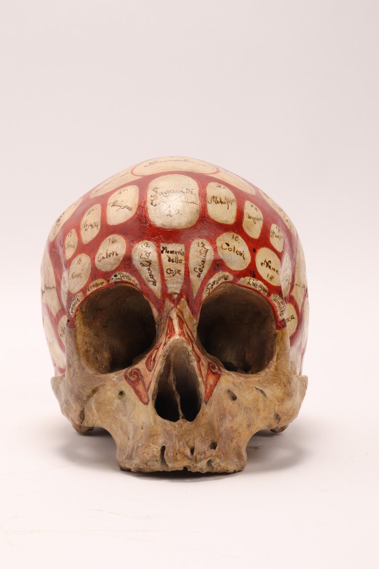 Phrenological Skull According to the Theory of Franz Joseph Gall, 1758 ...