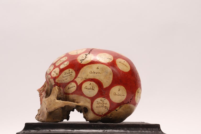 Phrenological Skull According to the Theory of Franz Joseph Gall, 1758 ...