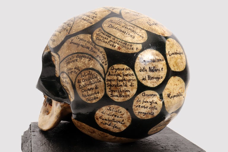 Phrenological Skull According to the Theory of Franz Joseph Gall ...