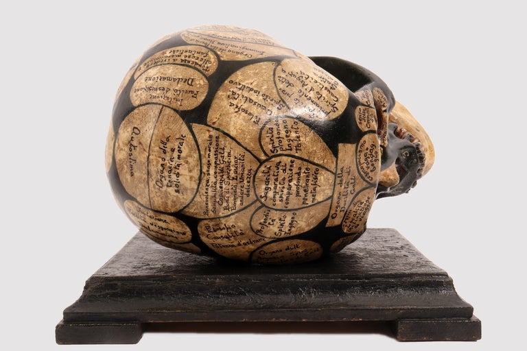 Phrenological Skull According to the Theory of Franz Joseph Gall ...