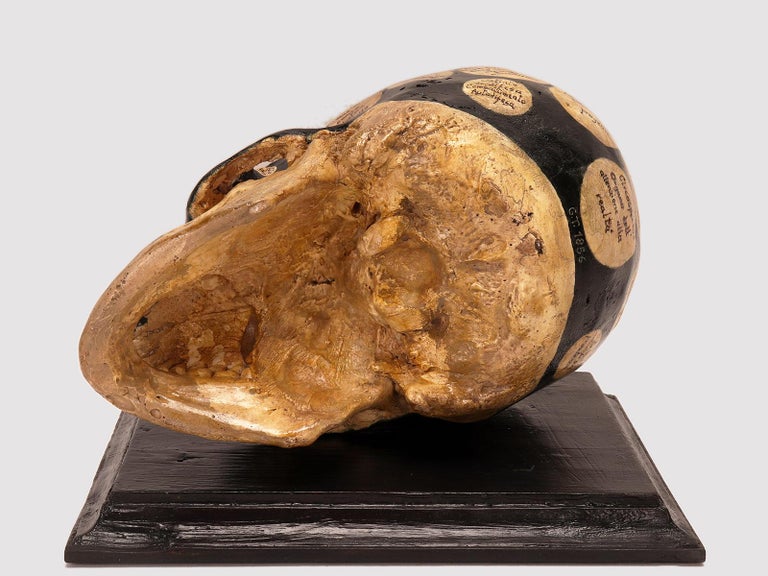 A phrenological skull according to the theory of Franz Joseph Gall ...