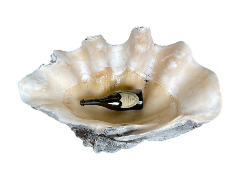 Rare Pair of Exceptionally Large Antique Giant Clam Shells at 1stDibs