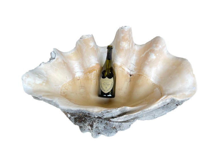Rare Pair of Exceptionally Large Antique Giant Clam Shells at 1stDibs