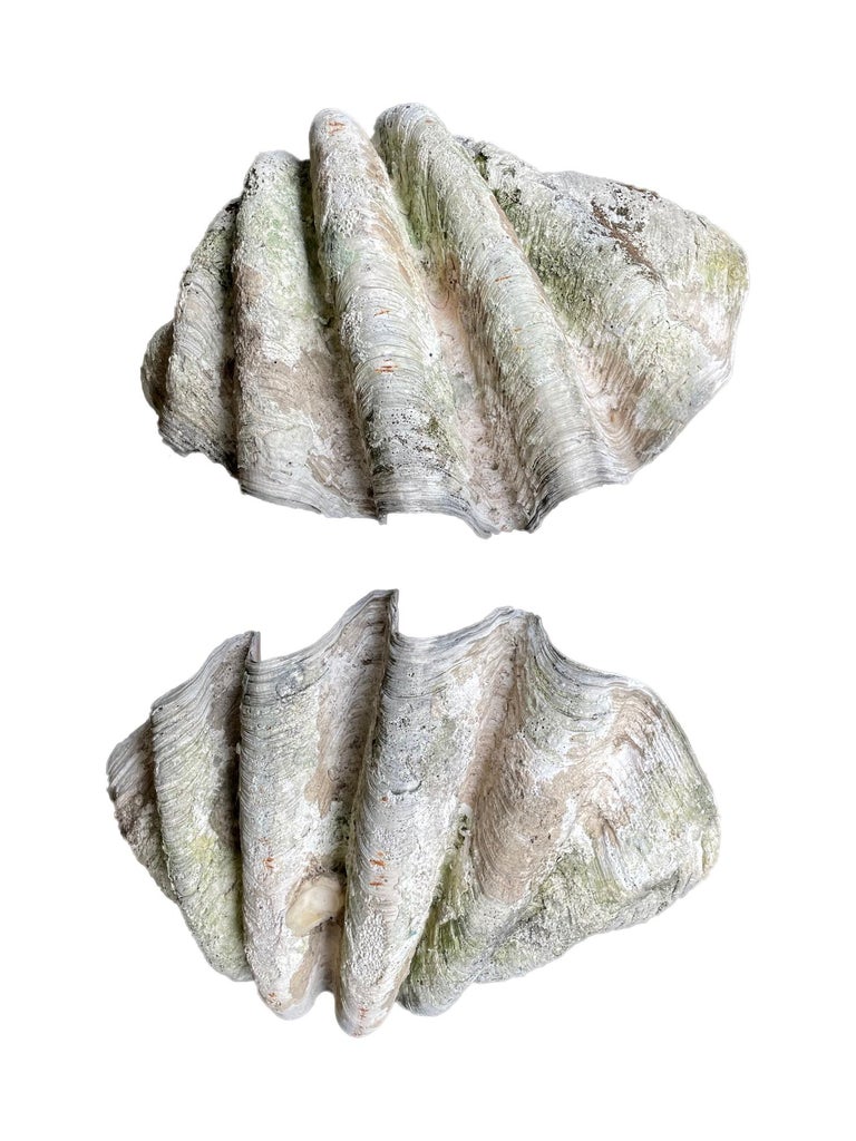 Rare Pair of Exceptionally Large Antique Giant Clam Shells at 1stDibs