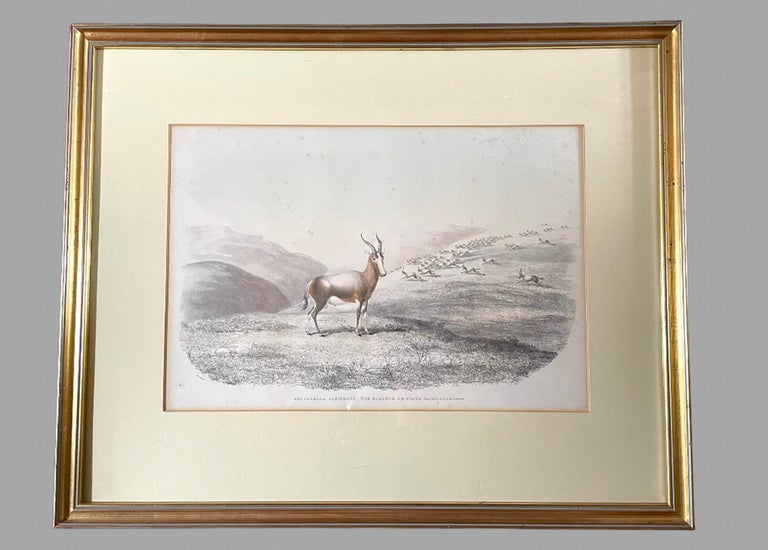 Rare Set of 24 Framed Lithographs of Game and Wild Animals For Sale at ...
