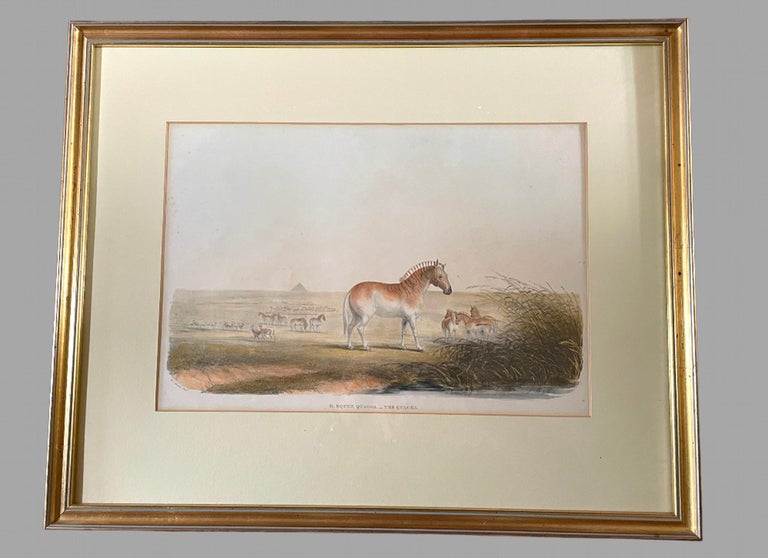 Rare Set of 24 Framed Lithographs of Game and Wild Animals For Sale at ...