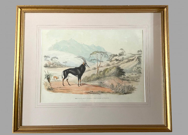 Rare Set of 24 Framed Lithographs of Game and Wild Animals For Sale at ...