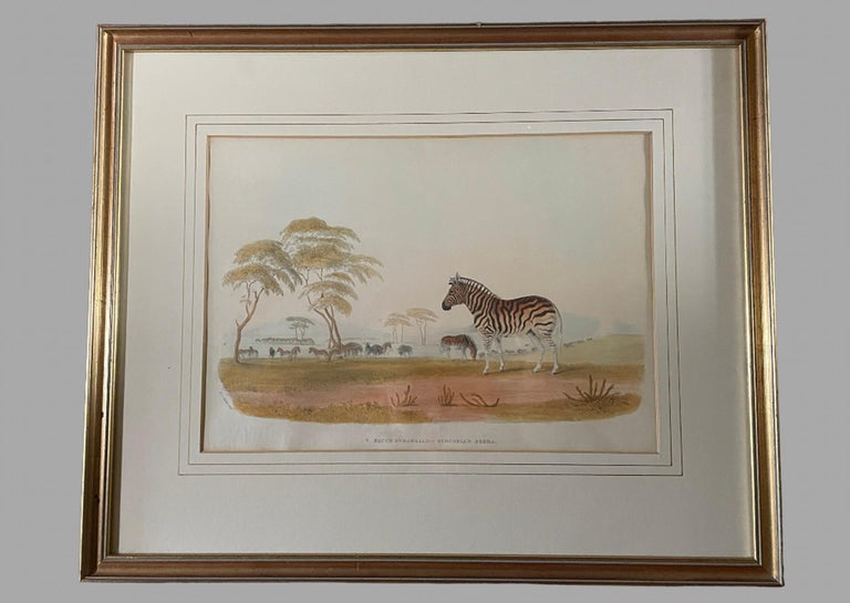 Rare Set of 24 Framed Lithographs of Game and Wild Animals For Sale at ...