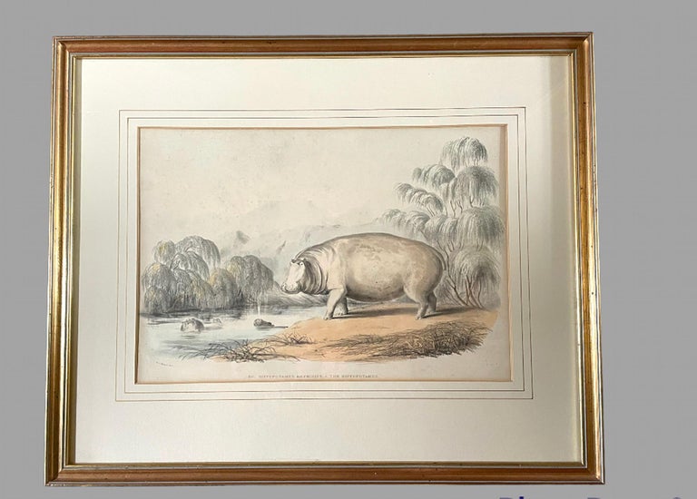 Rare Set of 24 Framed Lithographs of Game and Wild Animals For Sale at ...