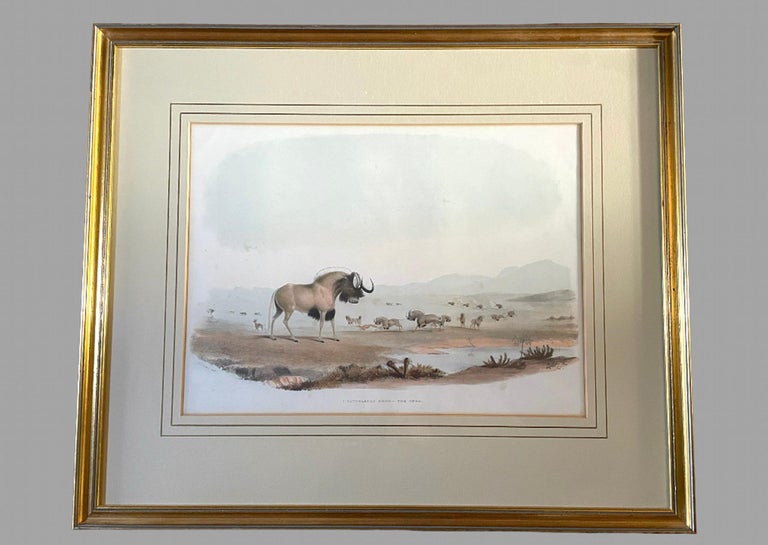Rare Set of 24 Framed Lithographs of Game and Wild Animals For Sale at ...