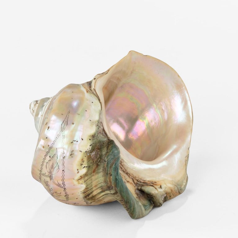 Scrimshaw Turban Shell Carved with the Leviathan at 1stDibs