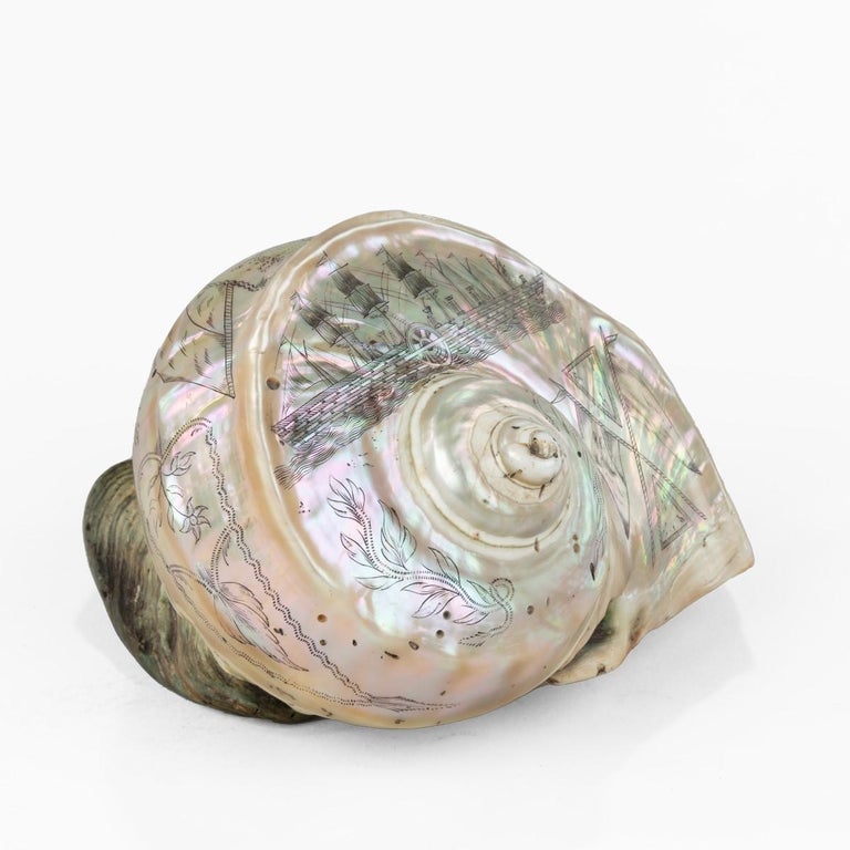 Scrimshaw Turban Shell Carved with the Leviathan at 1stDibs