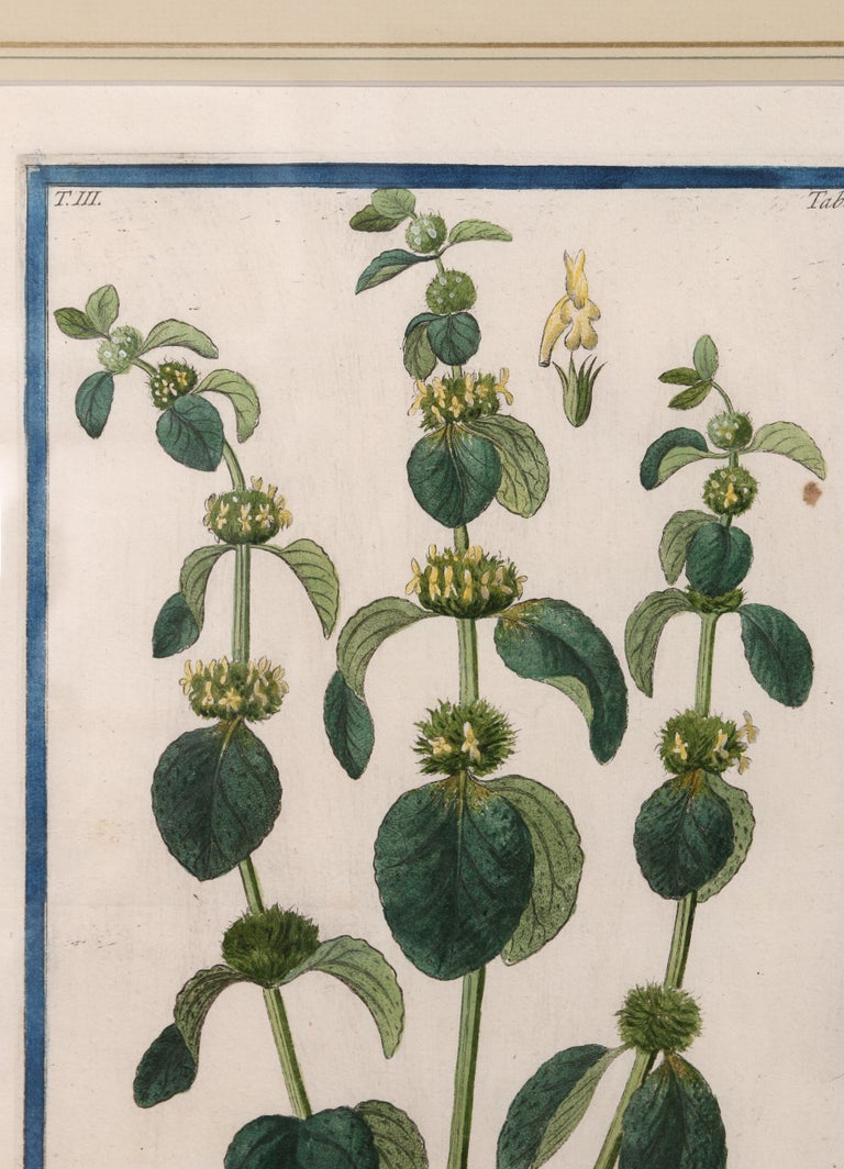 Series of 18th Century Hand Colored Botanical Engravings For Sale at ...