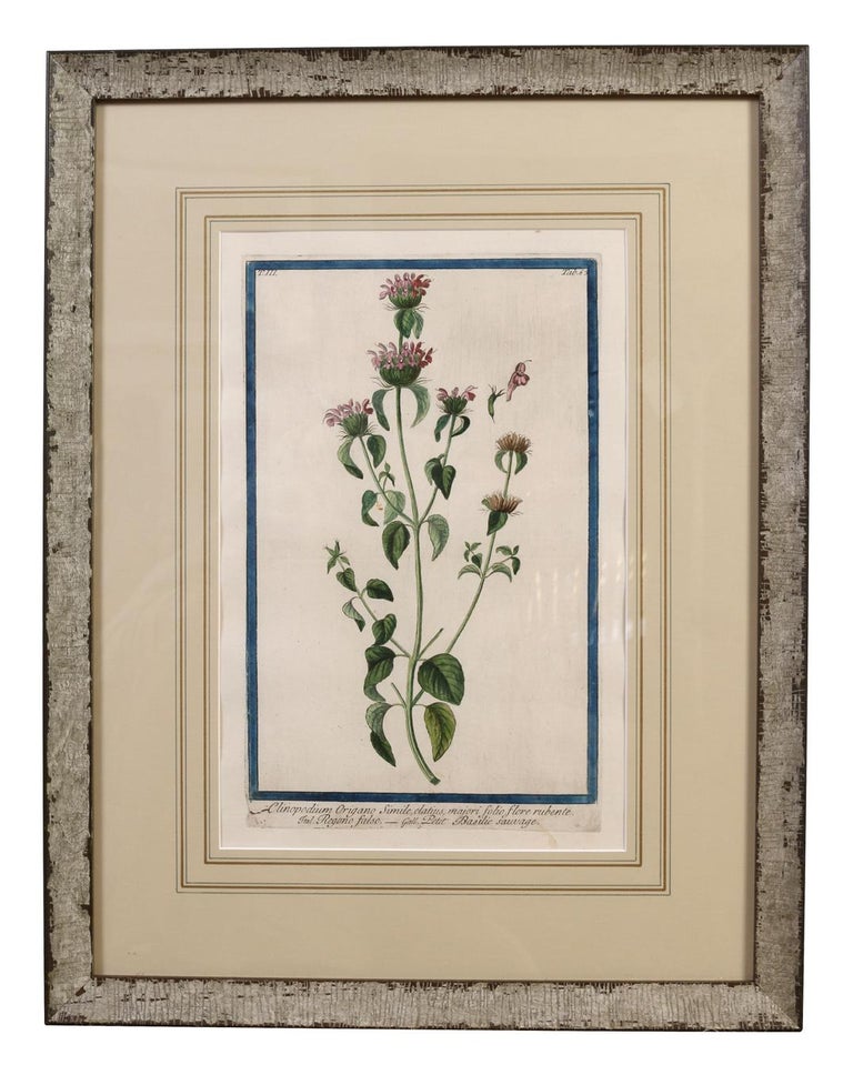 Series of 18th Century Hand Colored Botanical Engravings For Sale at ...