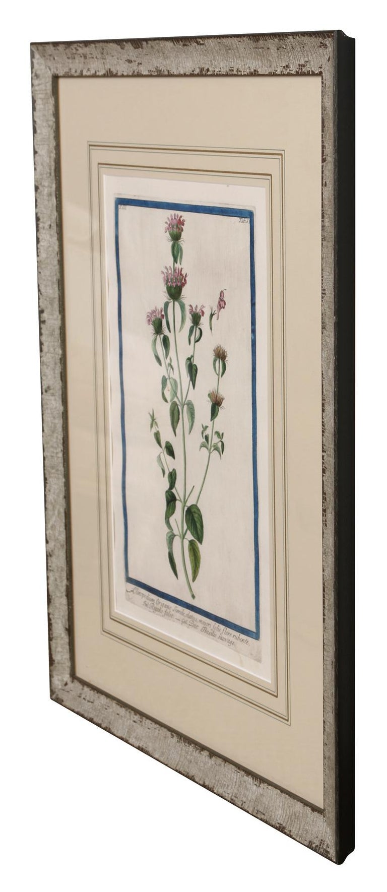 Series of 18th Century Hand Colored Botanical Engravings For Sale at ...
