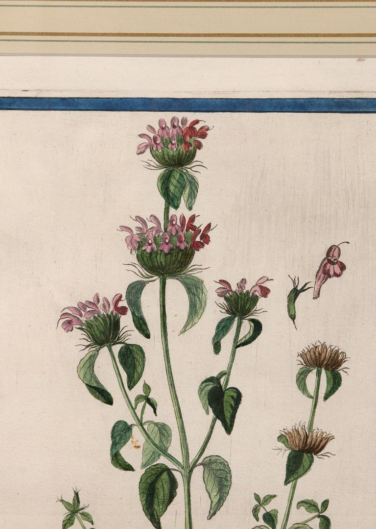 Series of 18th Century Hand Colored Botanical Engravings For Sale at ...