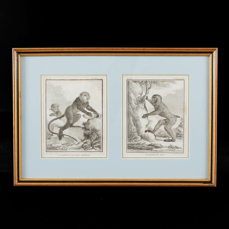 Set of Six 18th Century French Monkey Engravings in Frames with Blue ...