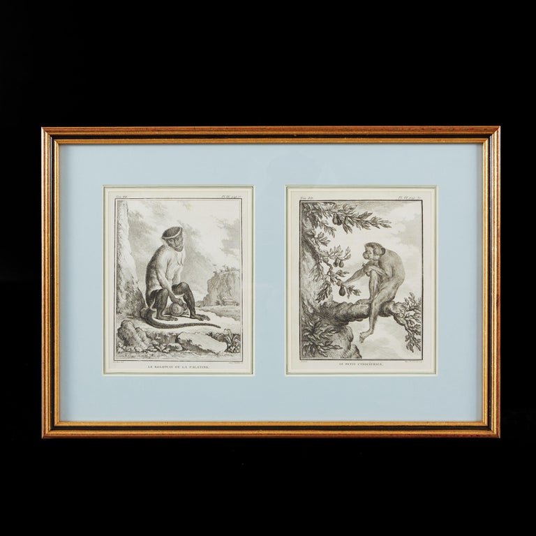 Set of Six 18th Century French Monkey Engravings in Frames with Blue ...