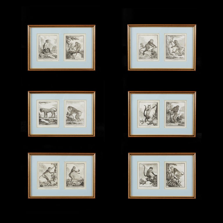 Set of Six 18th Century French Monkey Engravings in Frames with Blue ...