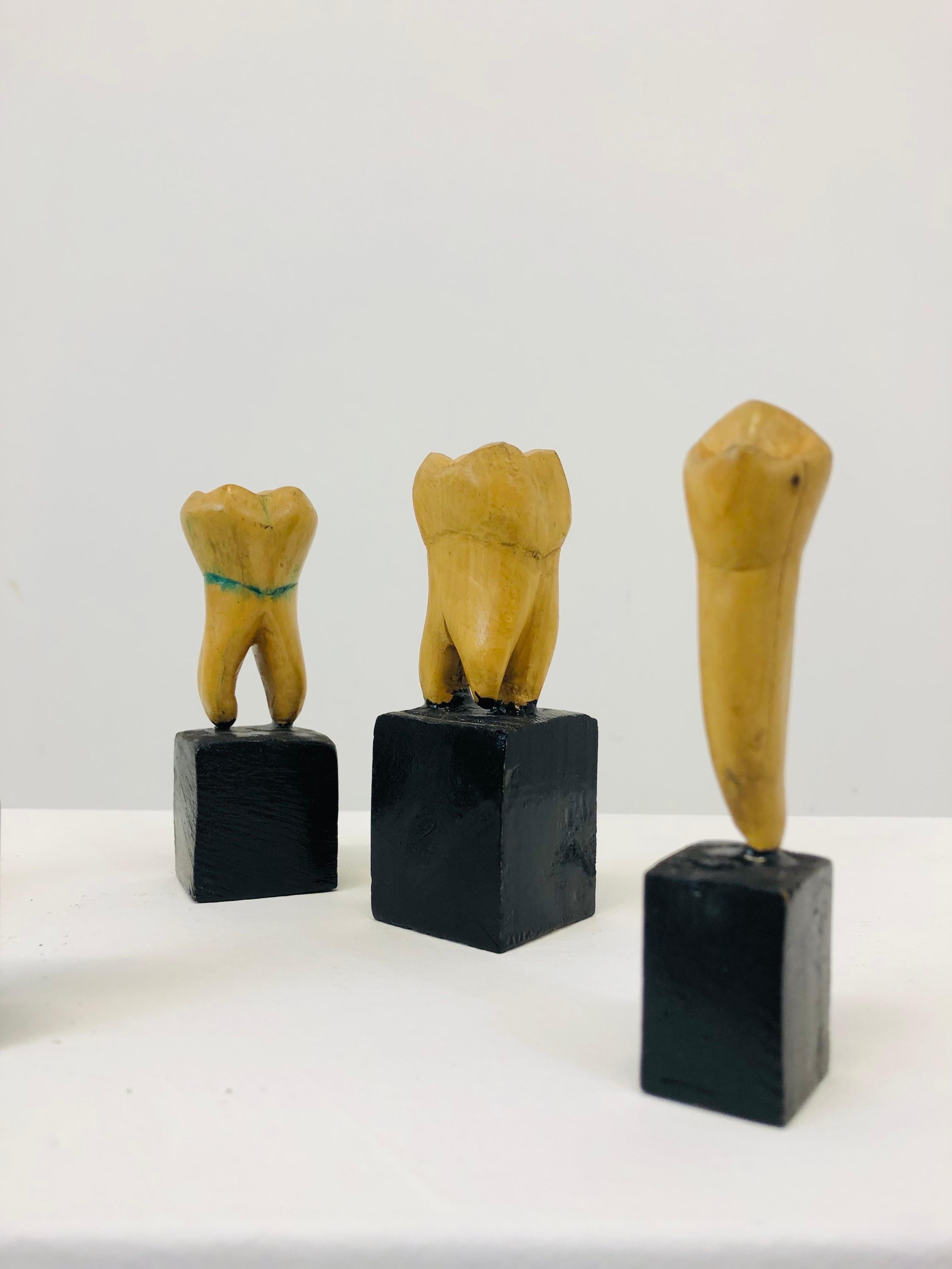 Set of Six Wooden Teeth from a Dental School, 1950 at 1stDibs
