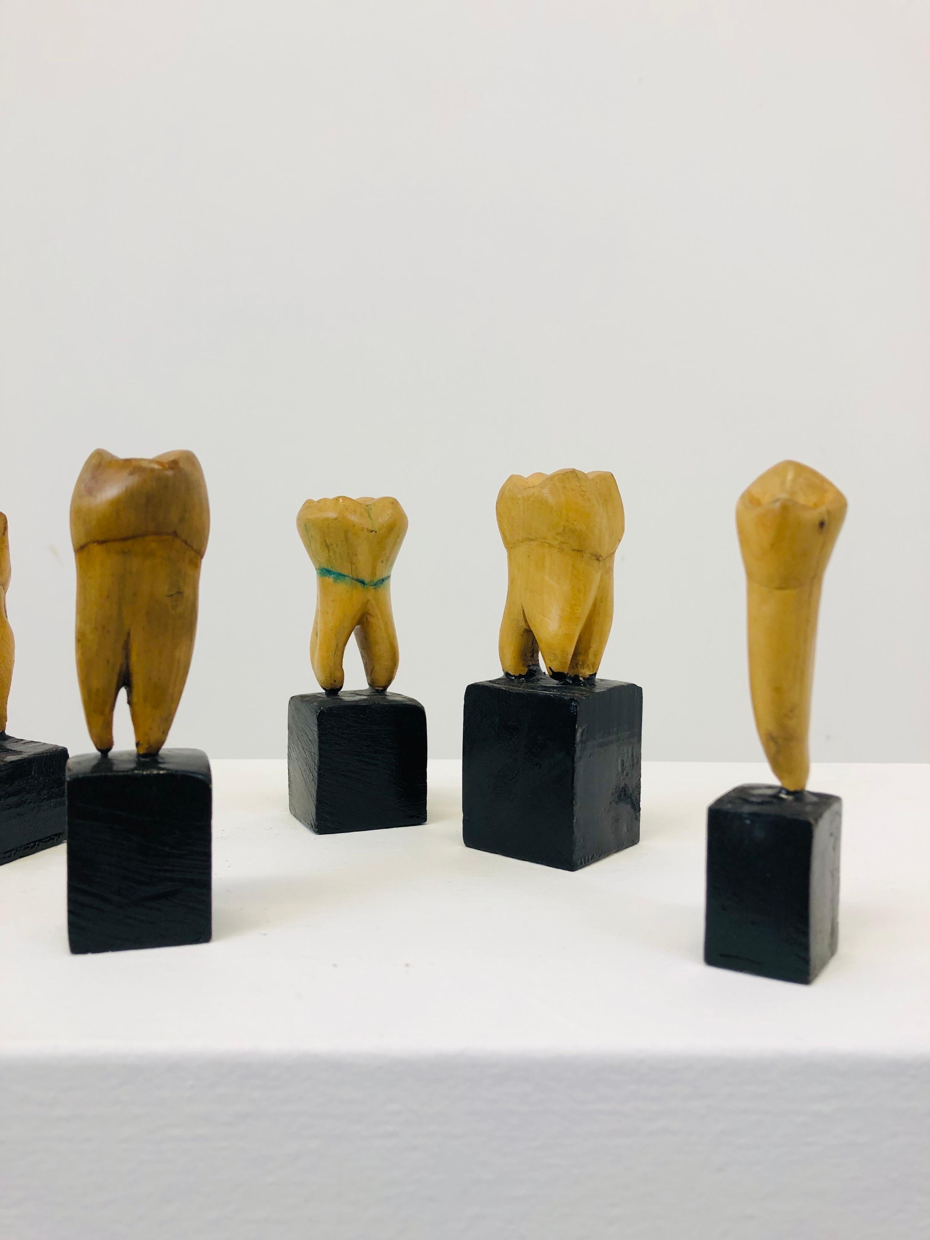 Set of Six Wooden Teeth from a Dental School, 1950 at 1stDibs
