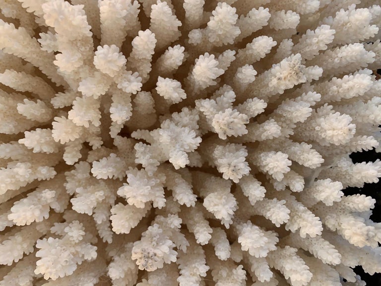 Stunning Large Antique Brush Coral Specimen Mounted on a Black Museum ...