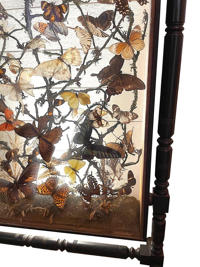 Stunning Victorian Oak Double Sided Floor Standing Butterfly Display ...