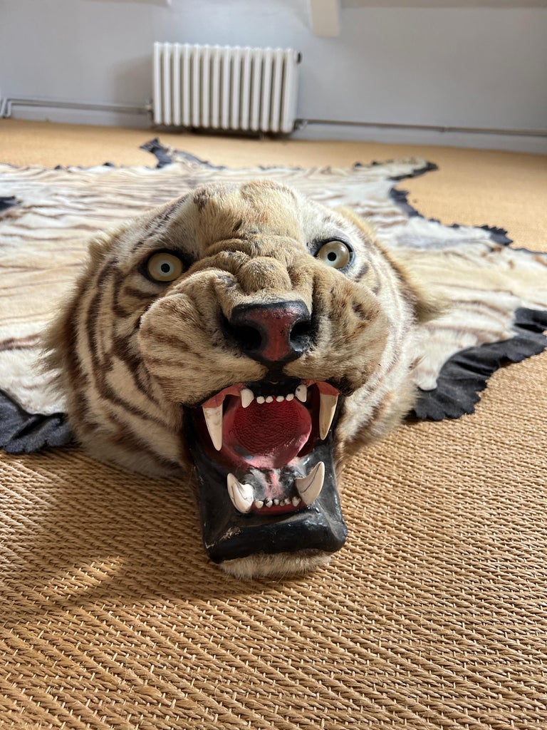 Superb Large Indian Tiger Skin by Van Ingen and Van Ingen circa 1900 ...
