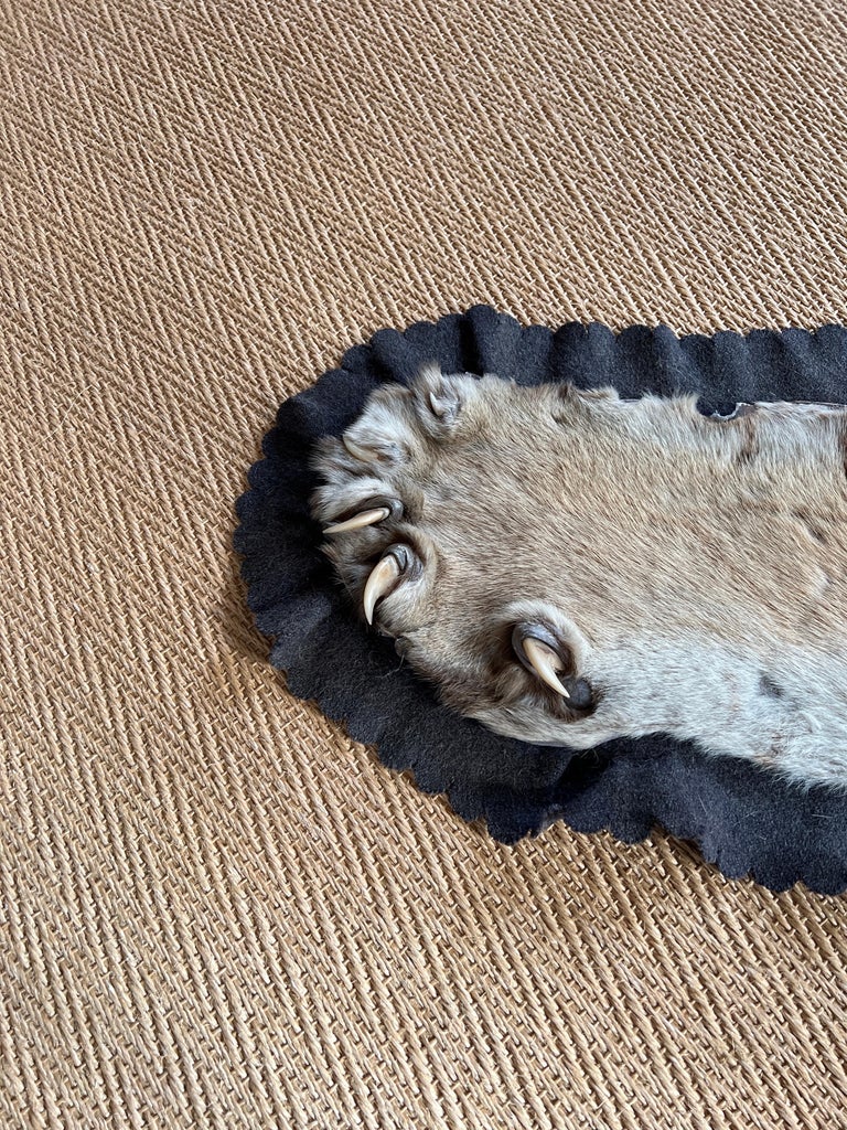 Superb Large Indian Tiger Skin by Van Ingen and Van Ingen circa 1900 ...