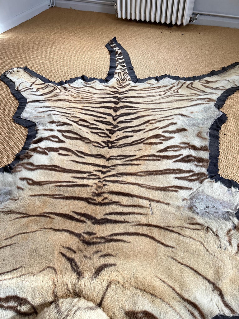 Superb Large Indian Tiger Skin by Van Ingen and Van Ingen circa 1900 ...