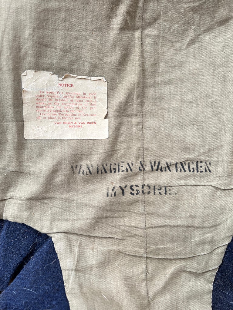 Superb Large Indian Tiger Skin by Van Ingen and Van Ingen circa 1900 ...