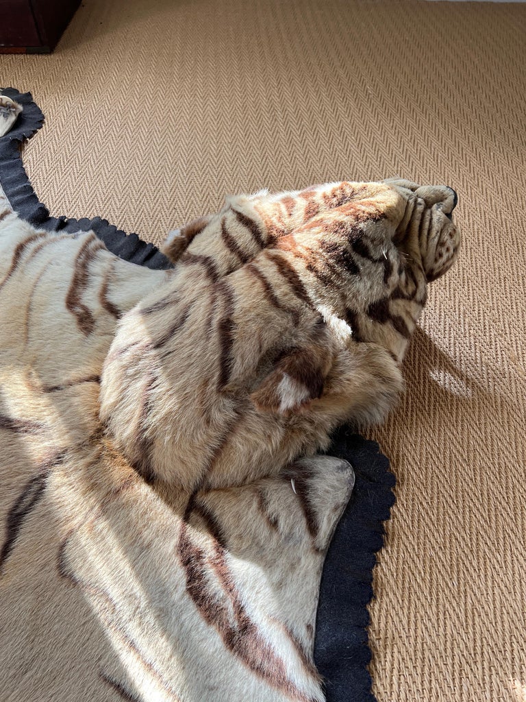 Superb Large Indian Tiger Skin by Van Ingen and Van Ingen circa 1900 ...