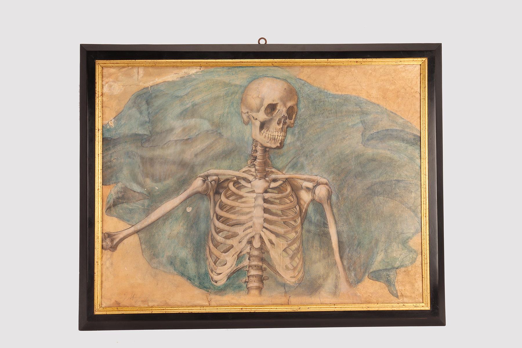 Tempera Drawing on Paper Depicting a Skeleton, France, 1890 For Sale at ...