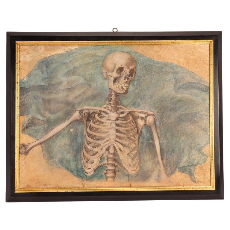 Tempera Drawing on Paper Depicting a Skeleton, France, 1890 For Sale at ...