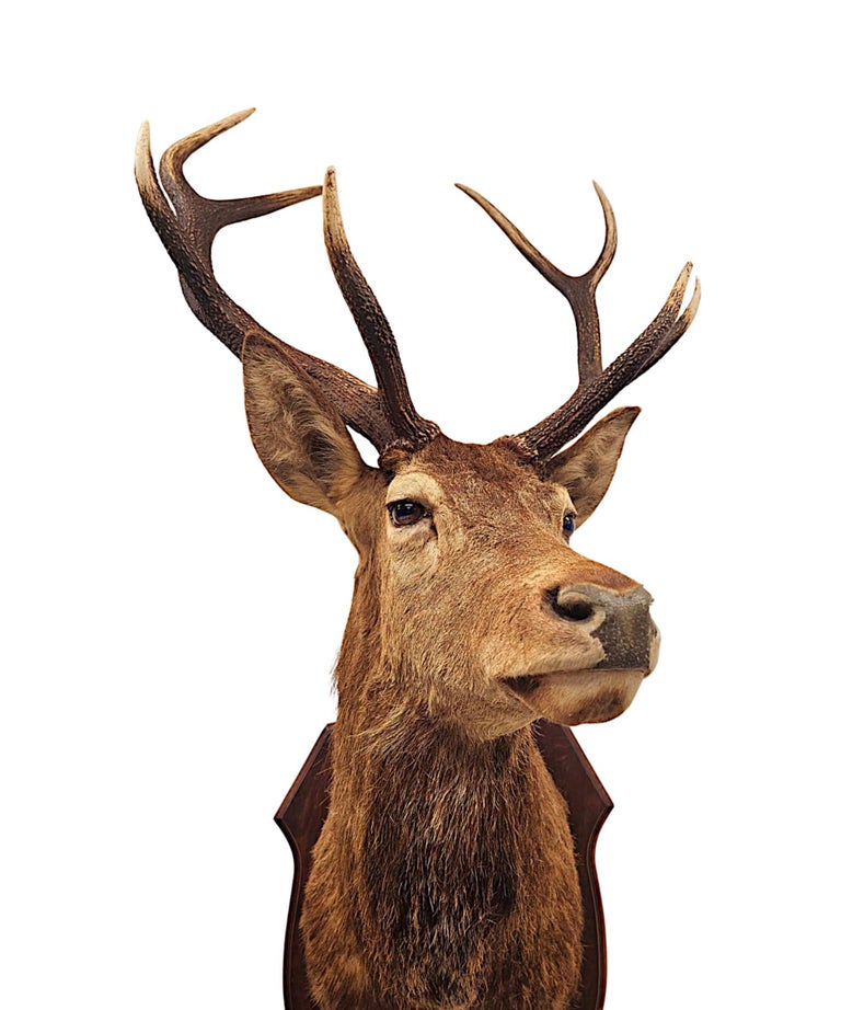 stag head real