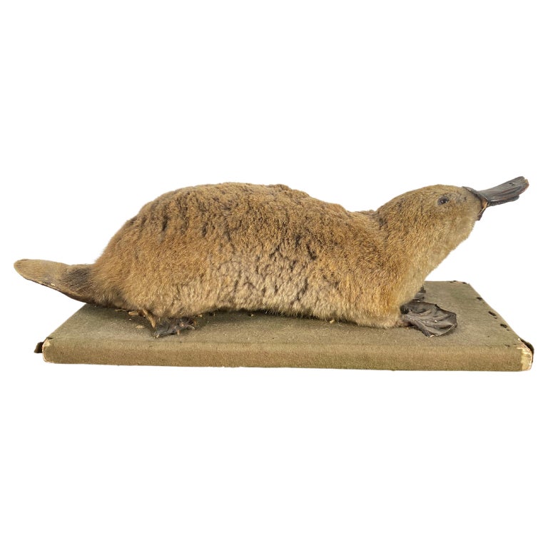 Very Rare Victorian Duck Billed Platypus Taxidermy at 1stDibs ...